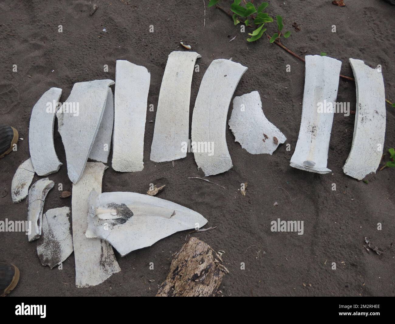 A top view of white sea turtle bones on the ground in Costa Rica Stock ...