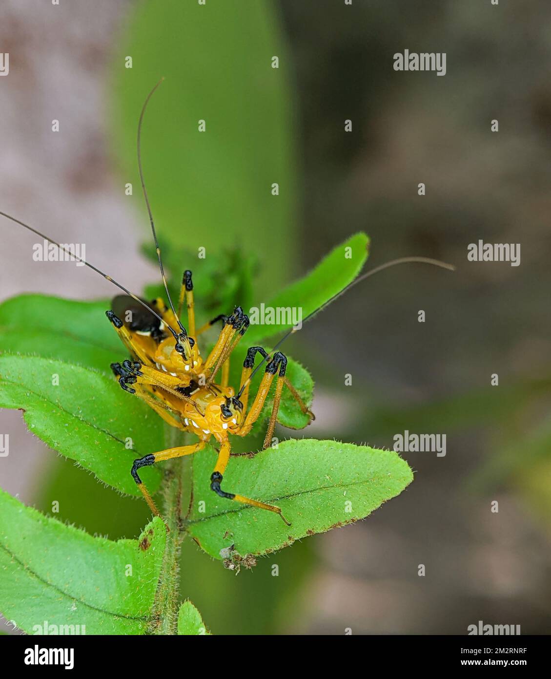 Assassin bugs hi-res stock photography and images - Alamy