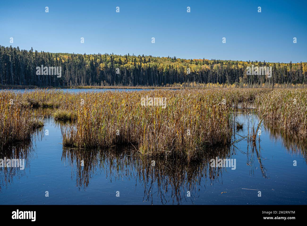 The growing plants in a blue marsh in Prince Albert National Park ...