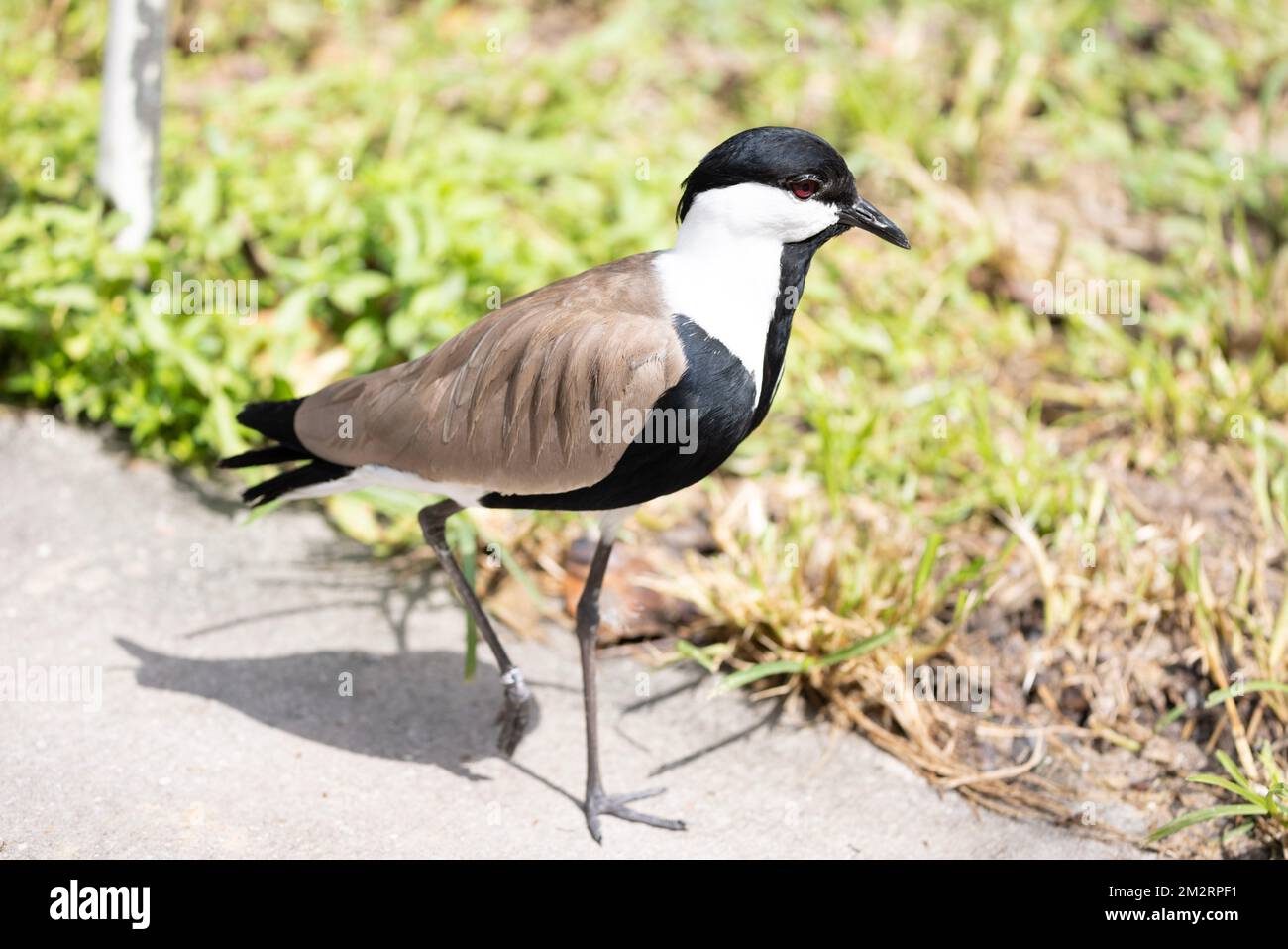 A spur-winged lapwing bird on the beach of St Augustine, Florida, USA ...