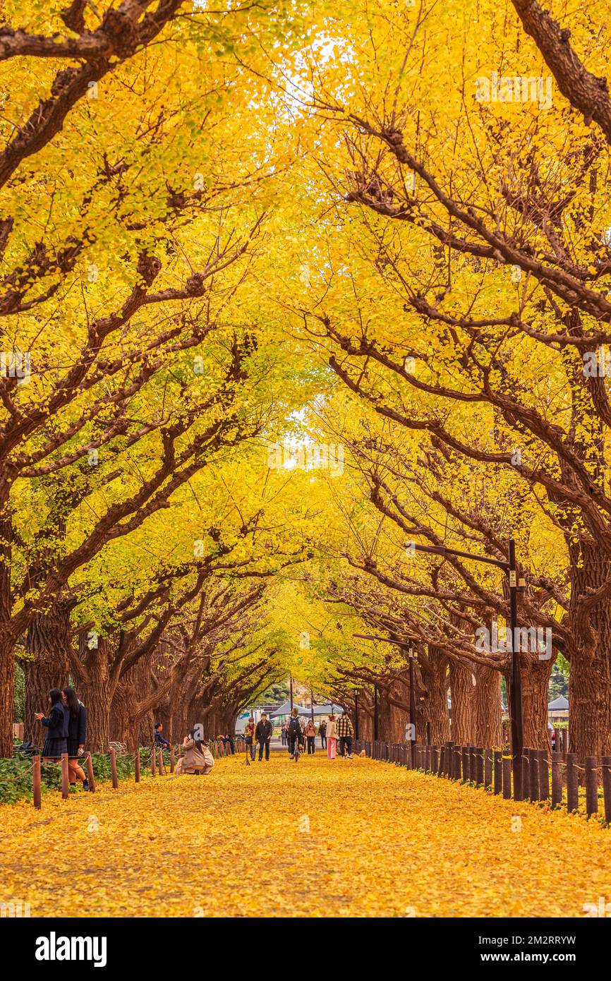 Jingu Gaien Ginkgo Avenue in Autumn Stock Photo - Alamy