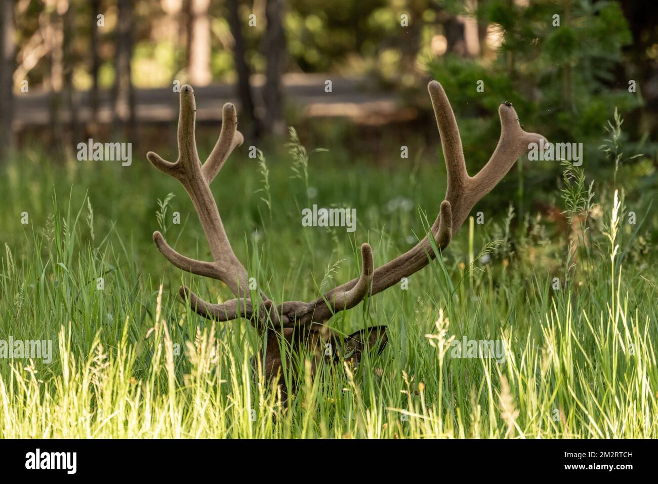 Bull Elk Tries to Hide In Tall Grass But Antlers Give Him Away in ...