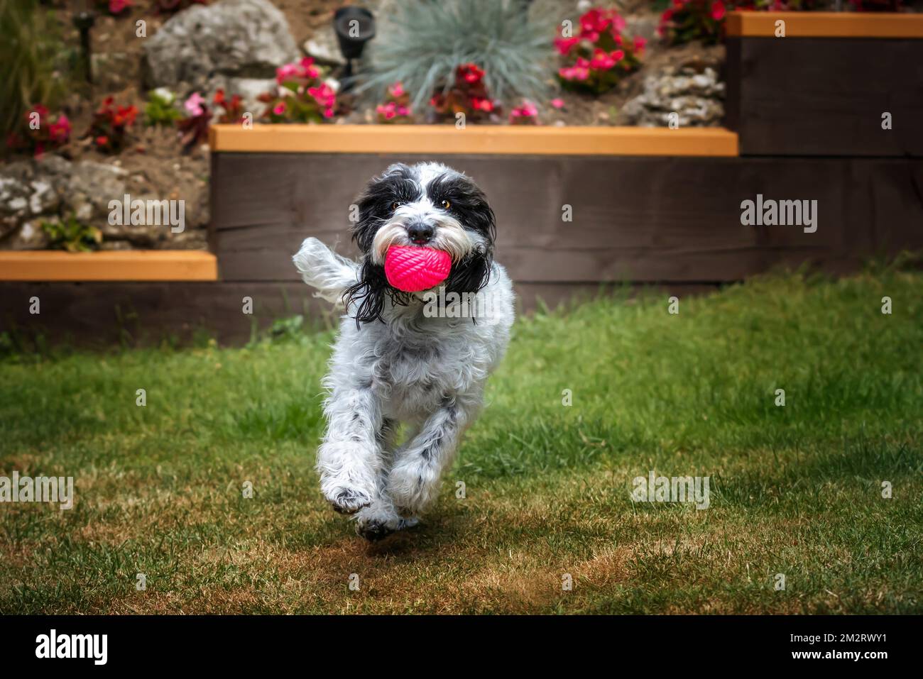 Cockapoo puppy running hi-res stock photography and images - Alamy