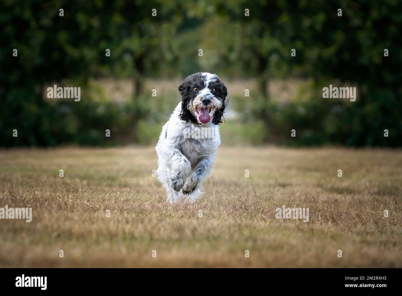 Black and white cockapoo dog in a field hi-res stock photography and ...