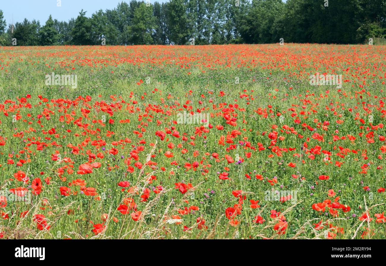 Field of red poppies Stock Photo - Alamy
