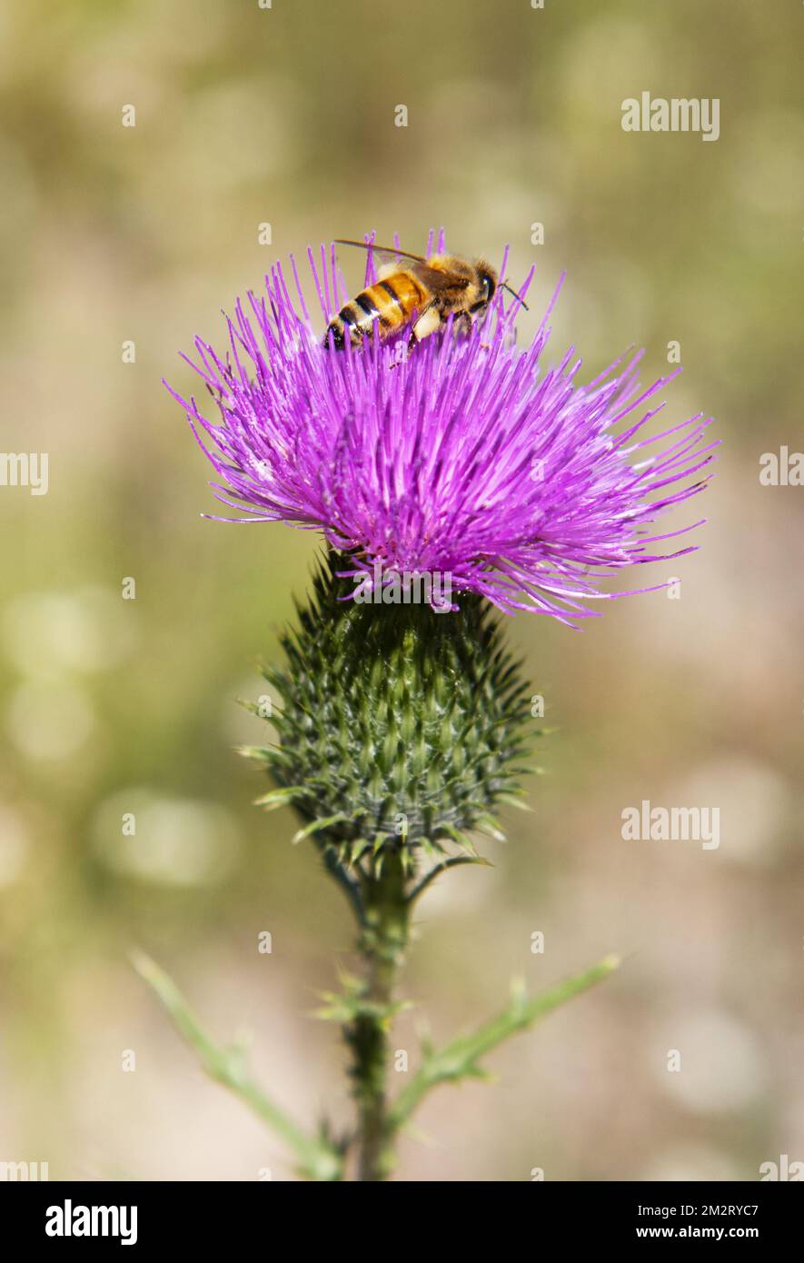 Sleeping bumblebee hi-res stock photography and images - Alamy