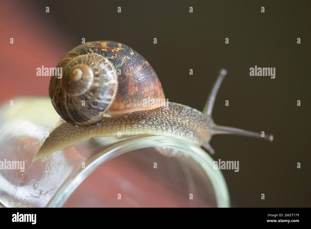 Giant african snails hi-res stock photography and images - Alamy