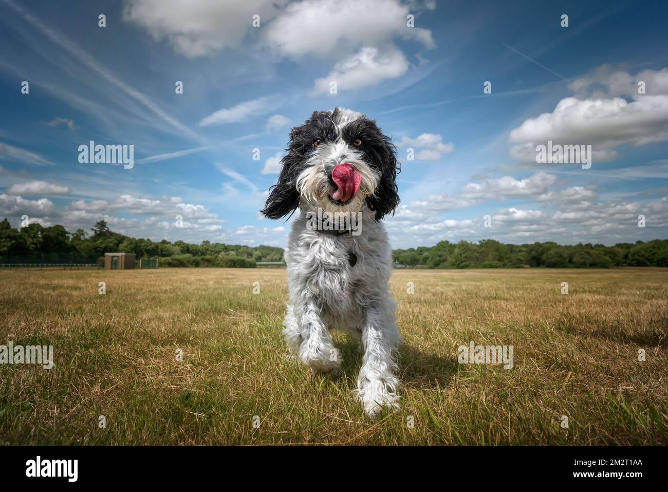 Black and White Cockapoo walking towards the camera in a field with her ...