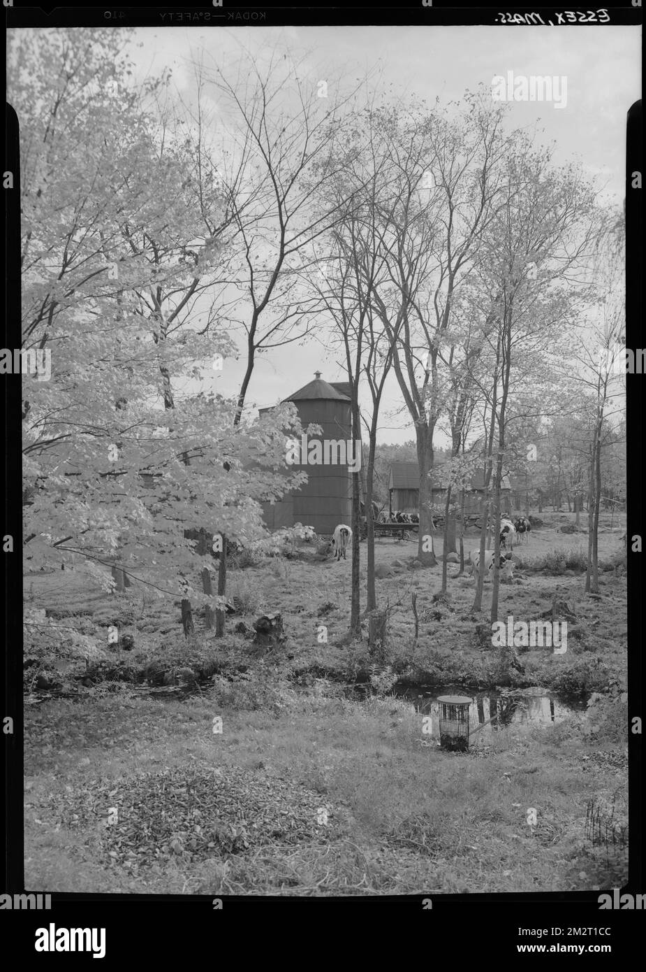 Essex, cows and silo , Streams, Trees, Cattle, Farms. Samuel ...