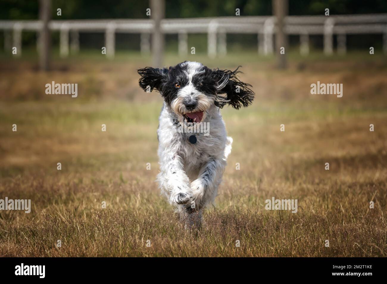 Black and white cockapoo dog in a field hi-res stock photography and ...