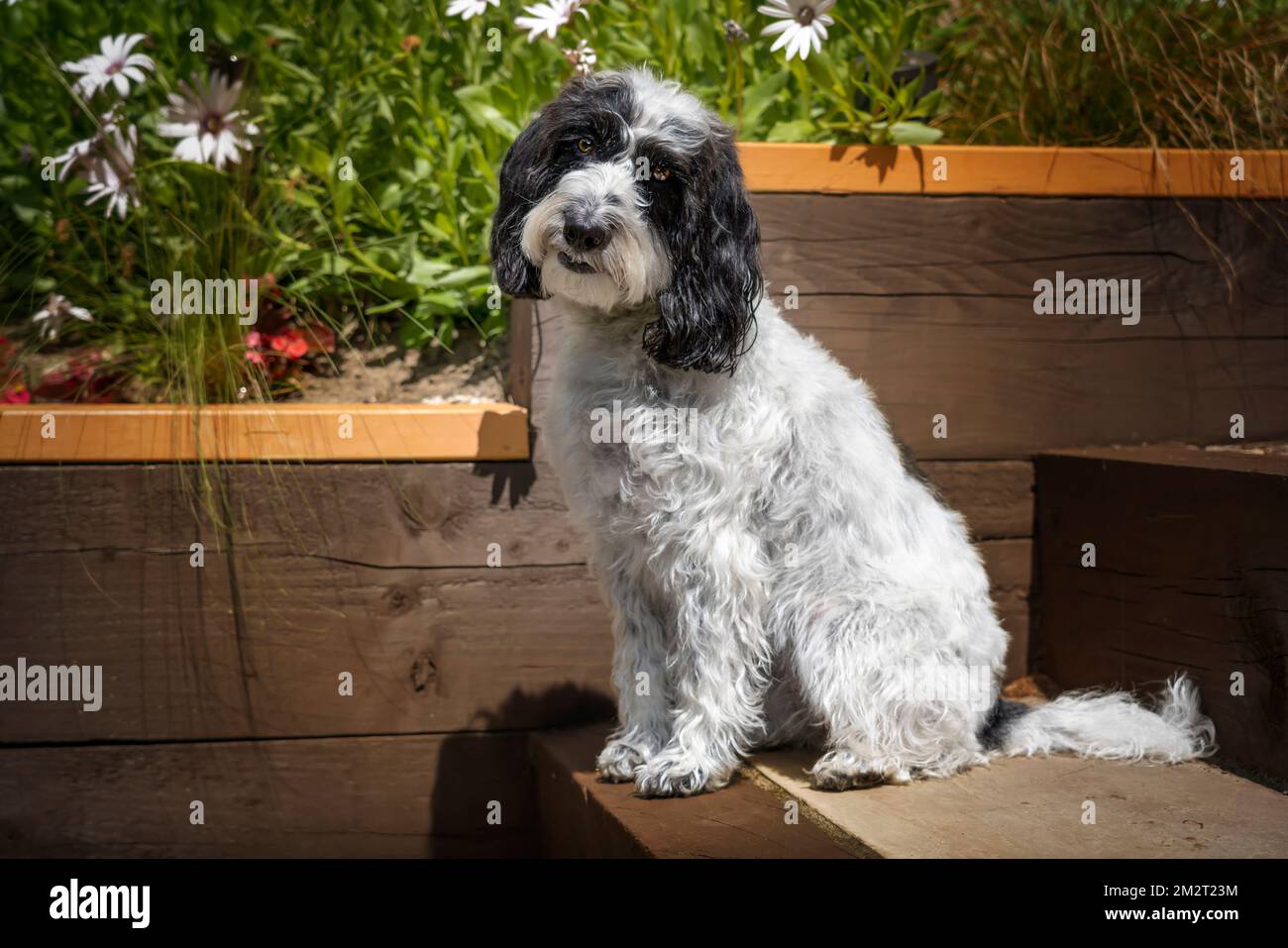 Cockerpoo down hi-res stock photography and images - Alamy