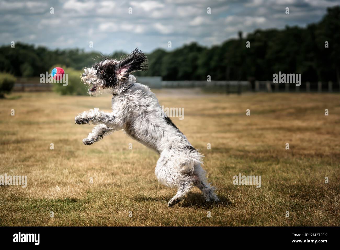 Black and White Cockapoo chasing a ball in a field at full stretch ...