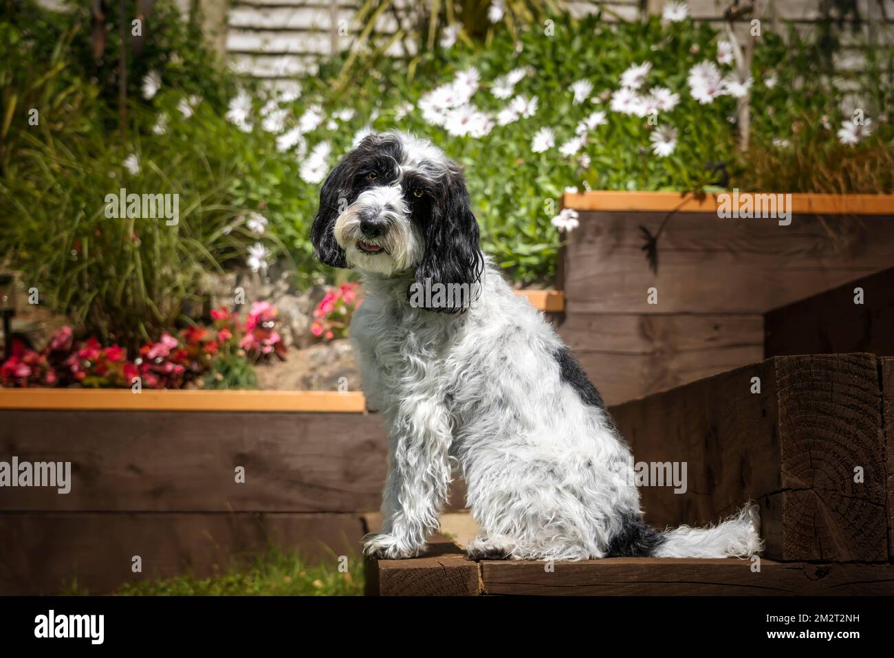 Cockerpoo down hi-res stock photography and images - Alamy