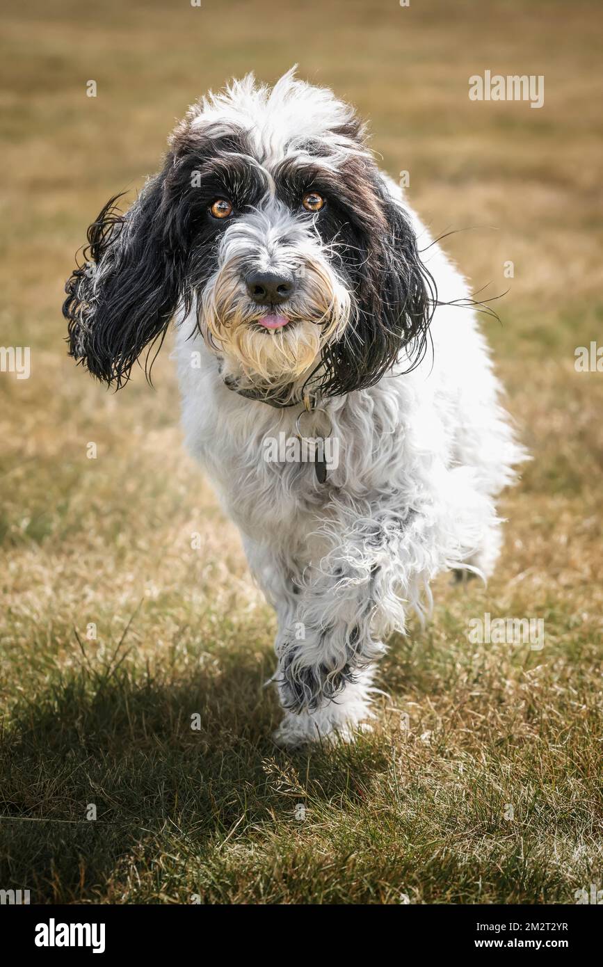 Black and white cockapoo dog in a field hi-res stock photography and ...