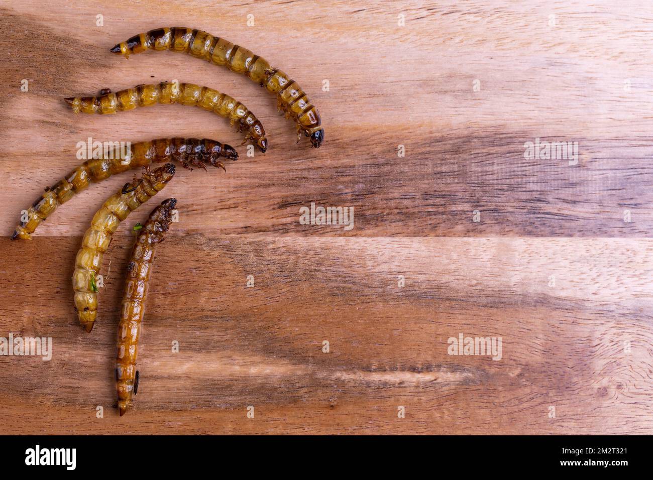Fried wood grubs and mealworms on a wooden chopping board. Fried ...