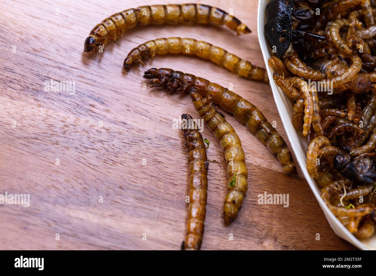 Fried wood grubs and mealworms on a wooden chopping board. Fried ...