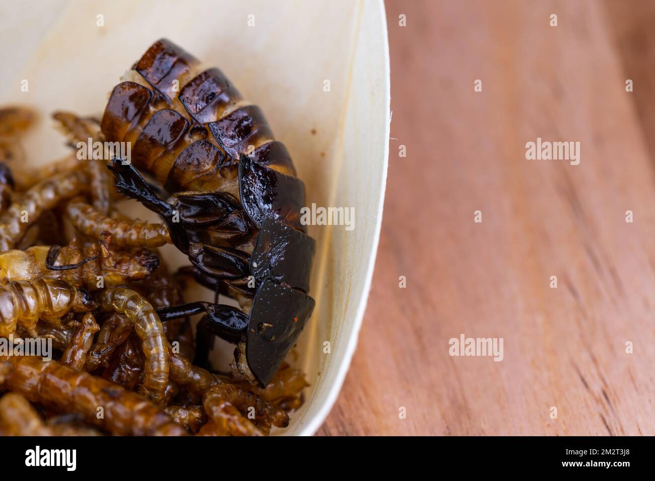 Cockroach larvae hi-res stock photography and images - Alamy