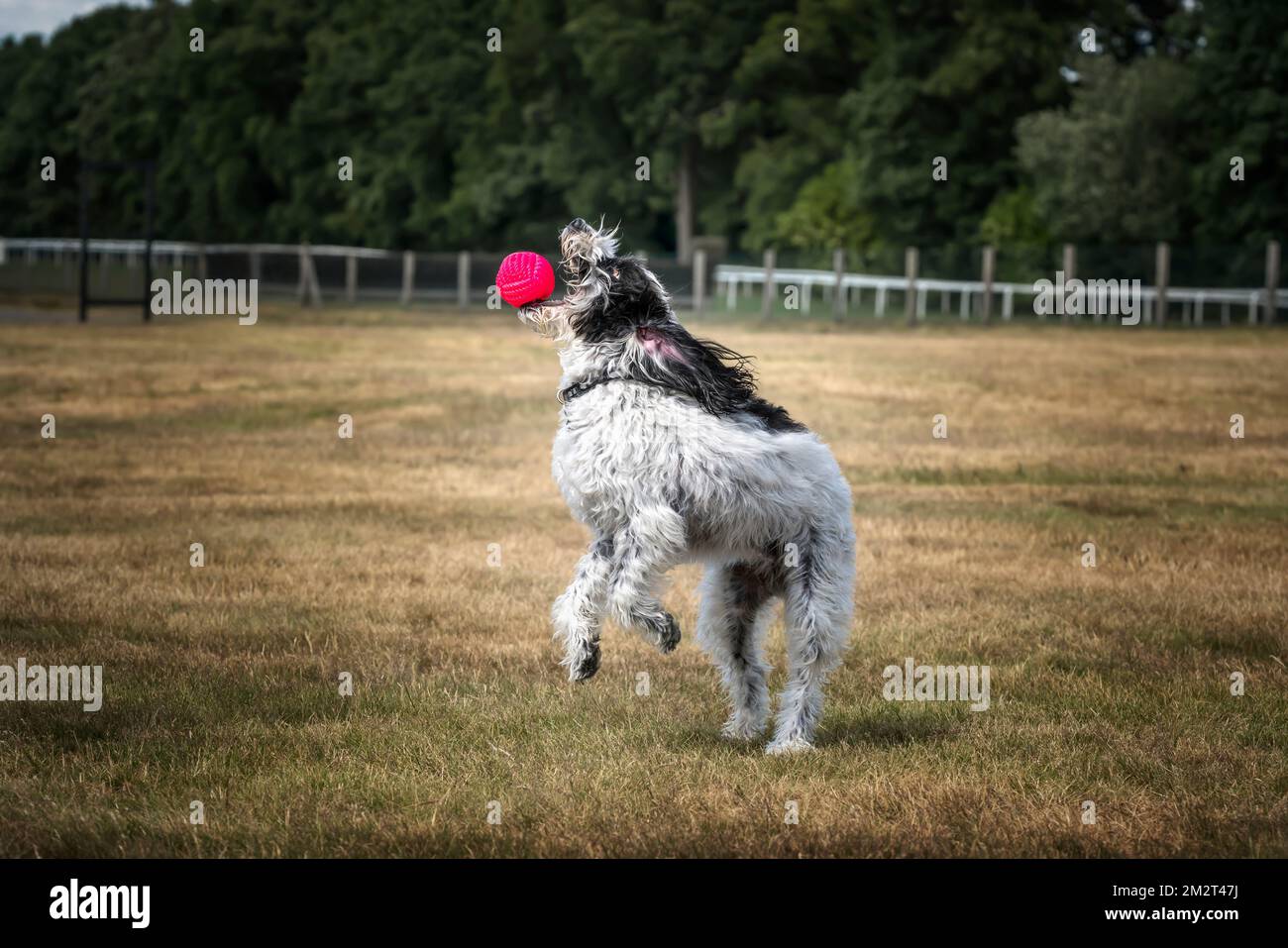 Black and White Cockapoo chasing a pink ball in a field Stock Photo - Alamy
