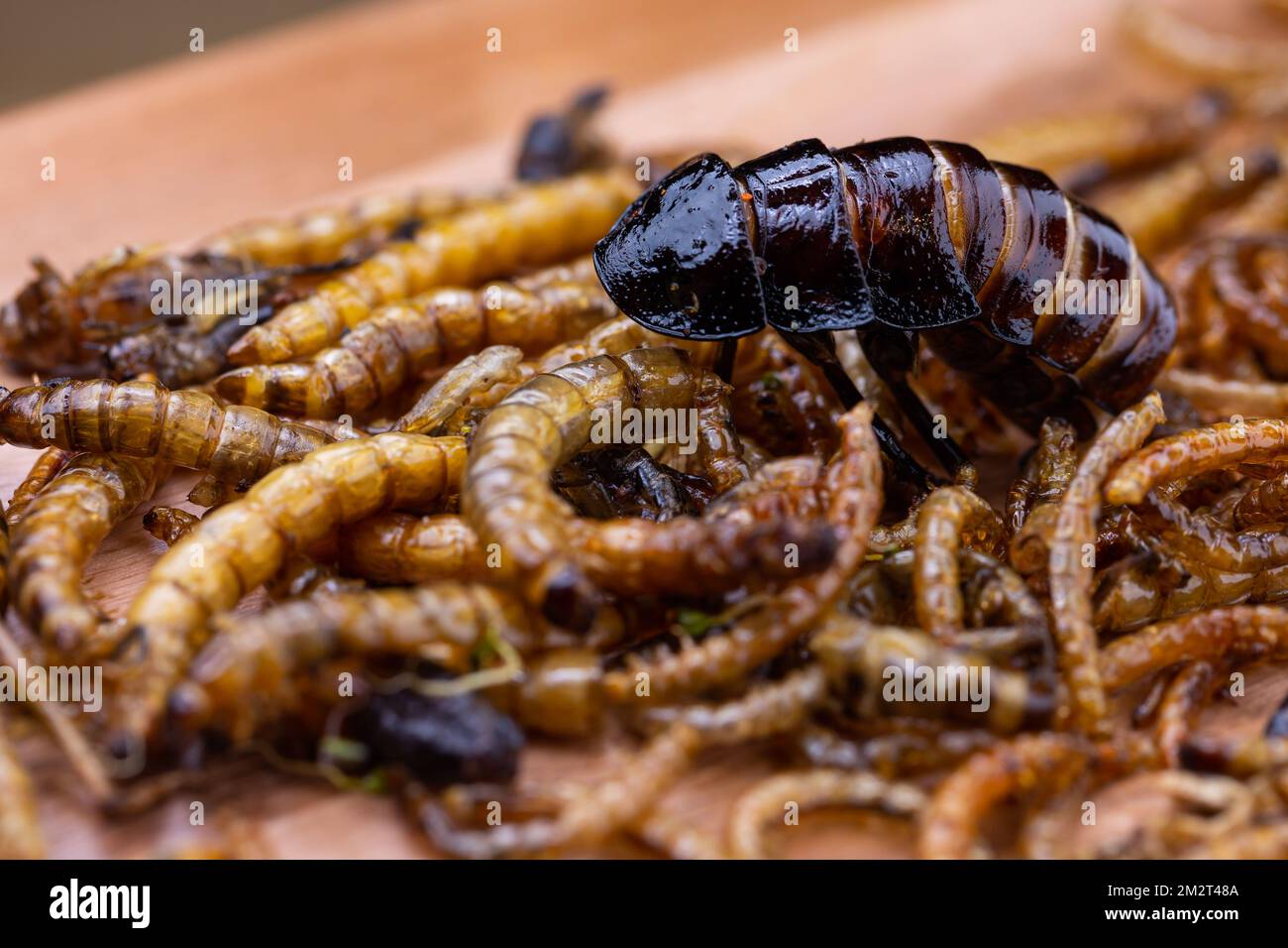 Fried wood grubs, mealworms and cockroach on a wooden chopping board ...