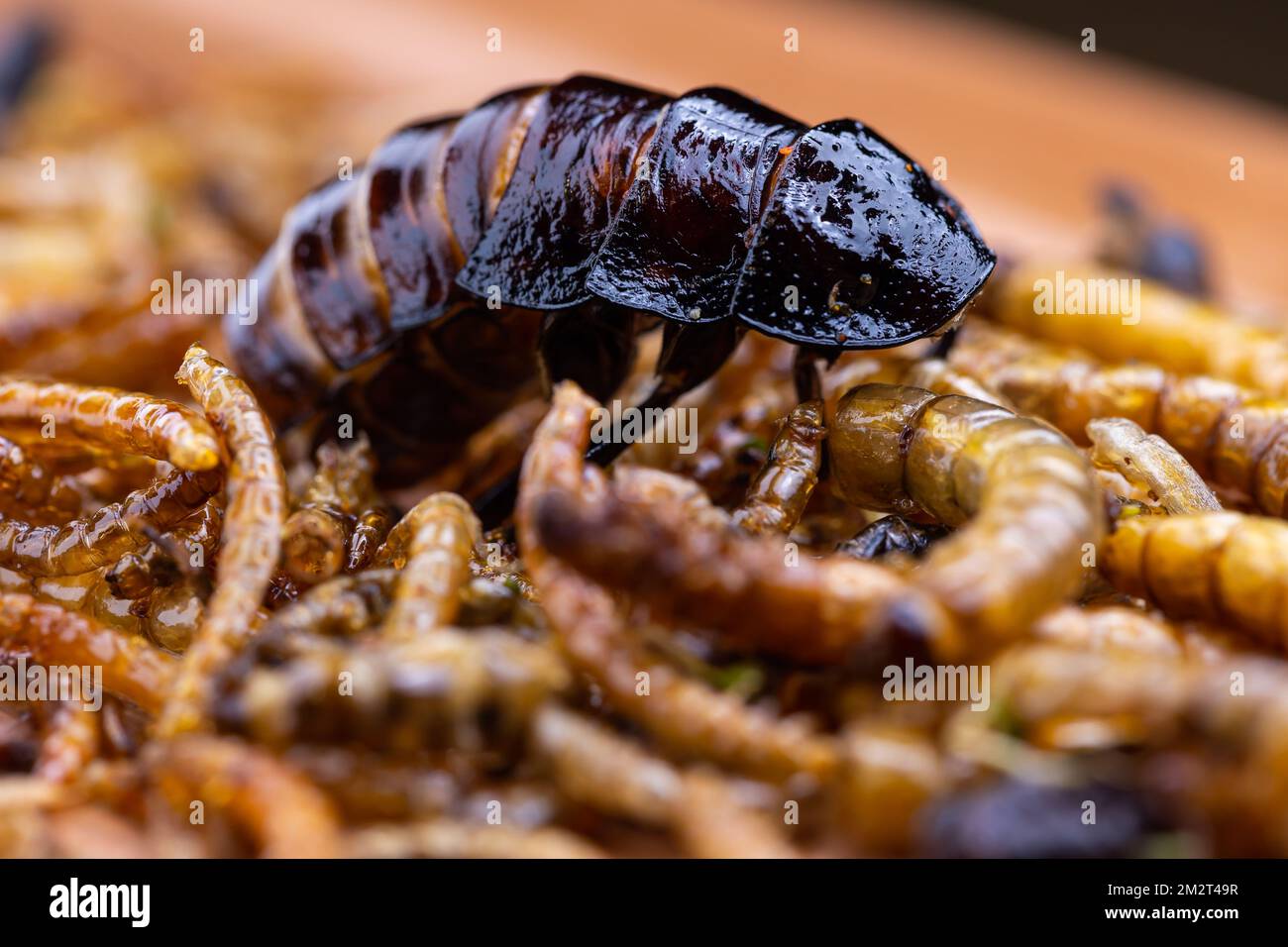 Fried wood grubs, mealworms and cockroach on a wooden chopping board ...