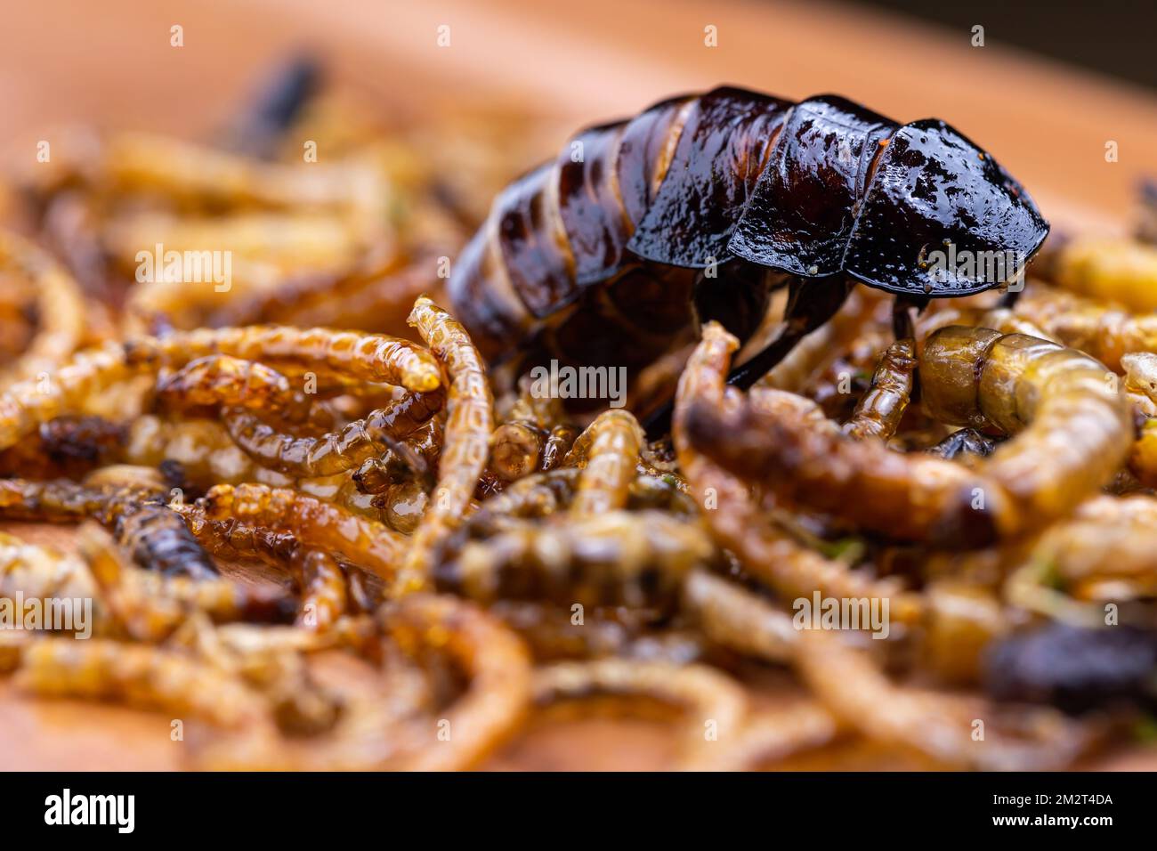 Cockroach larvae hi-res stock photography and images - Alamy