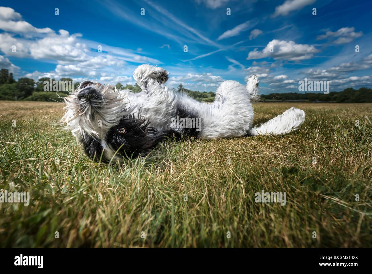 Black and White Cockapoo laying on her back in a field with eyes to ...