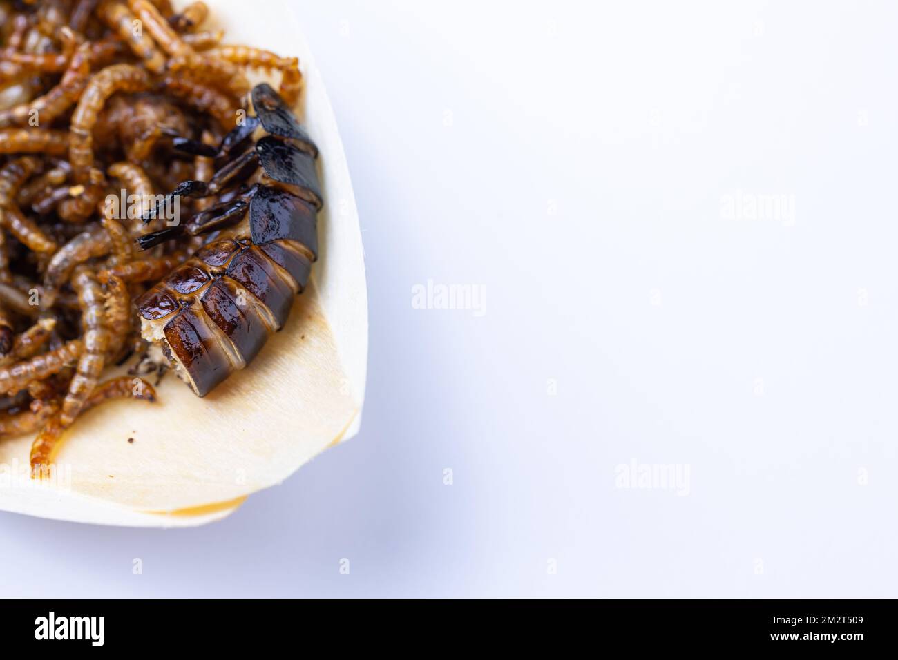 Fried wood grubs, mealworms and cockroach on a wooden tray on white ...