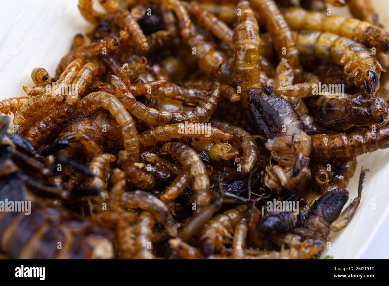 Fried wood grubs and mealworms on a wooden tray on white background ...