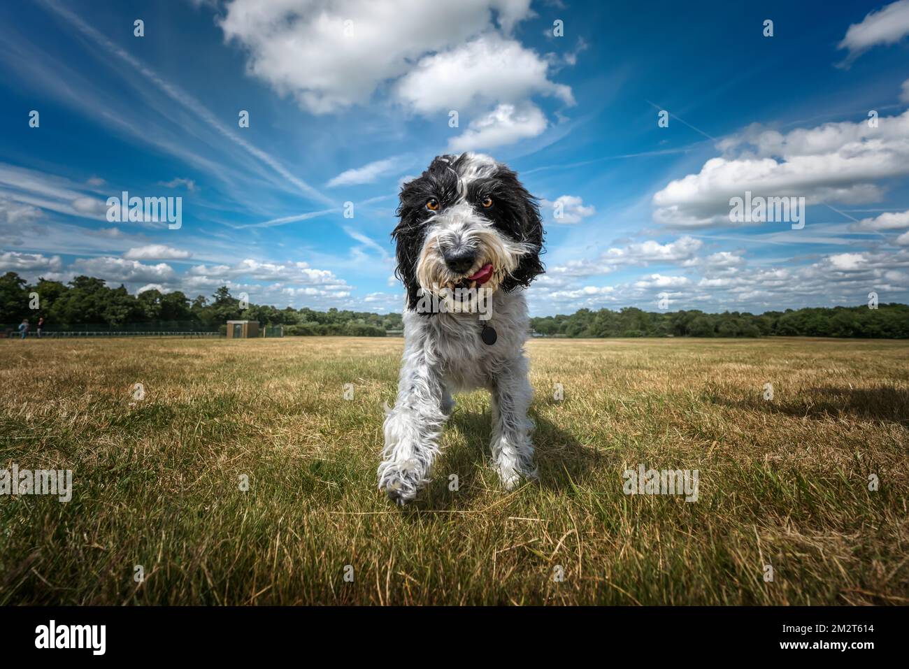 Black and White Cockapoo walking in a field with her tongue out all ...