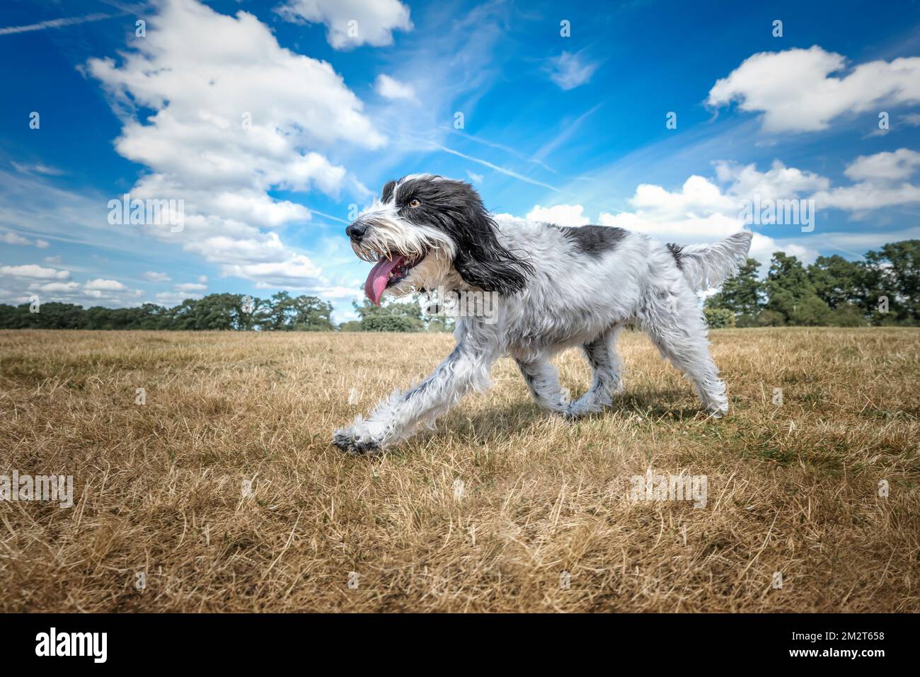 Black and White Cockapoo walking in a field with her tongue out all ...