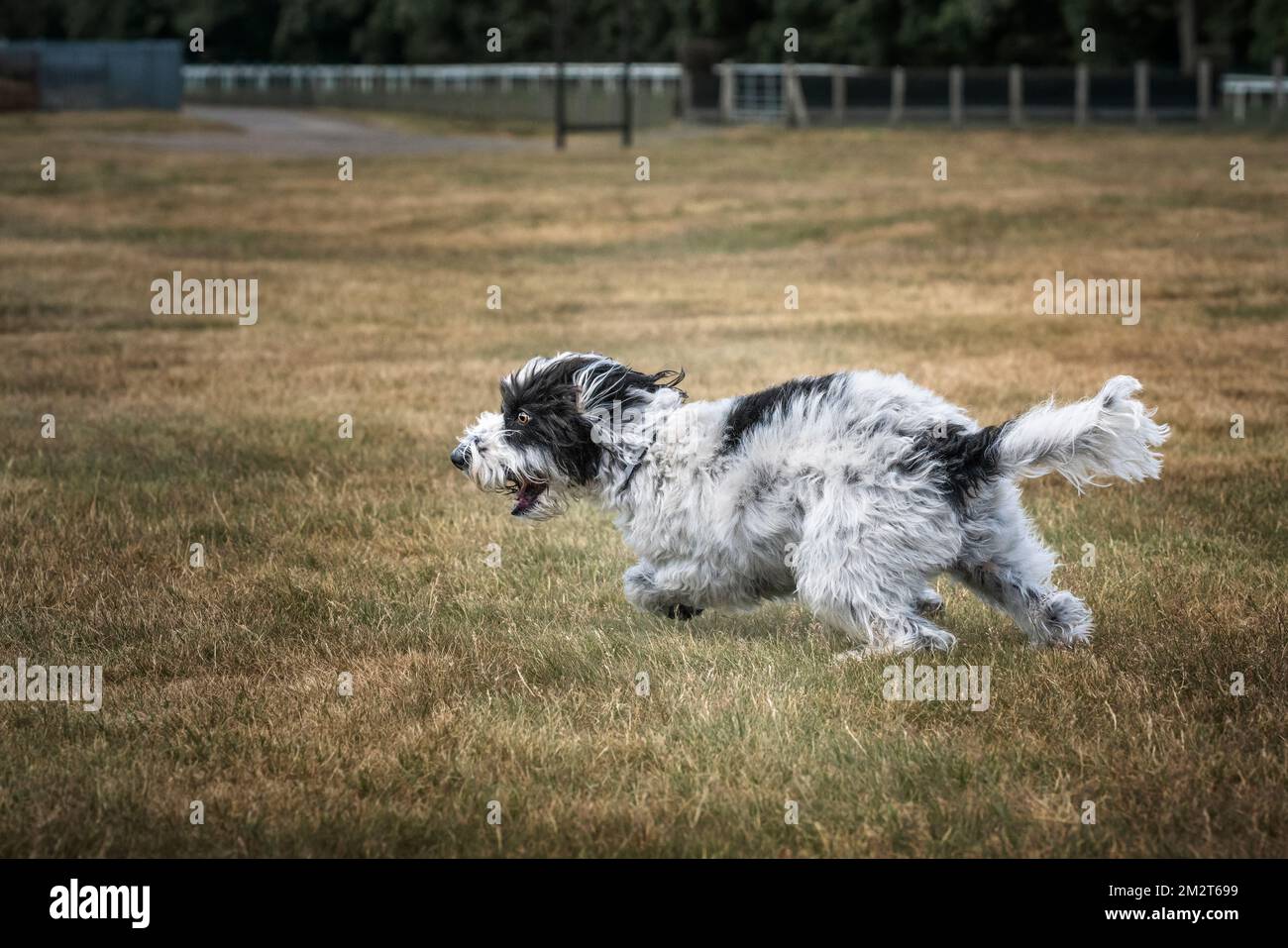 Black and White Cockapoo running in a field with a happy face Stock ...