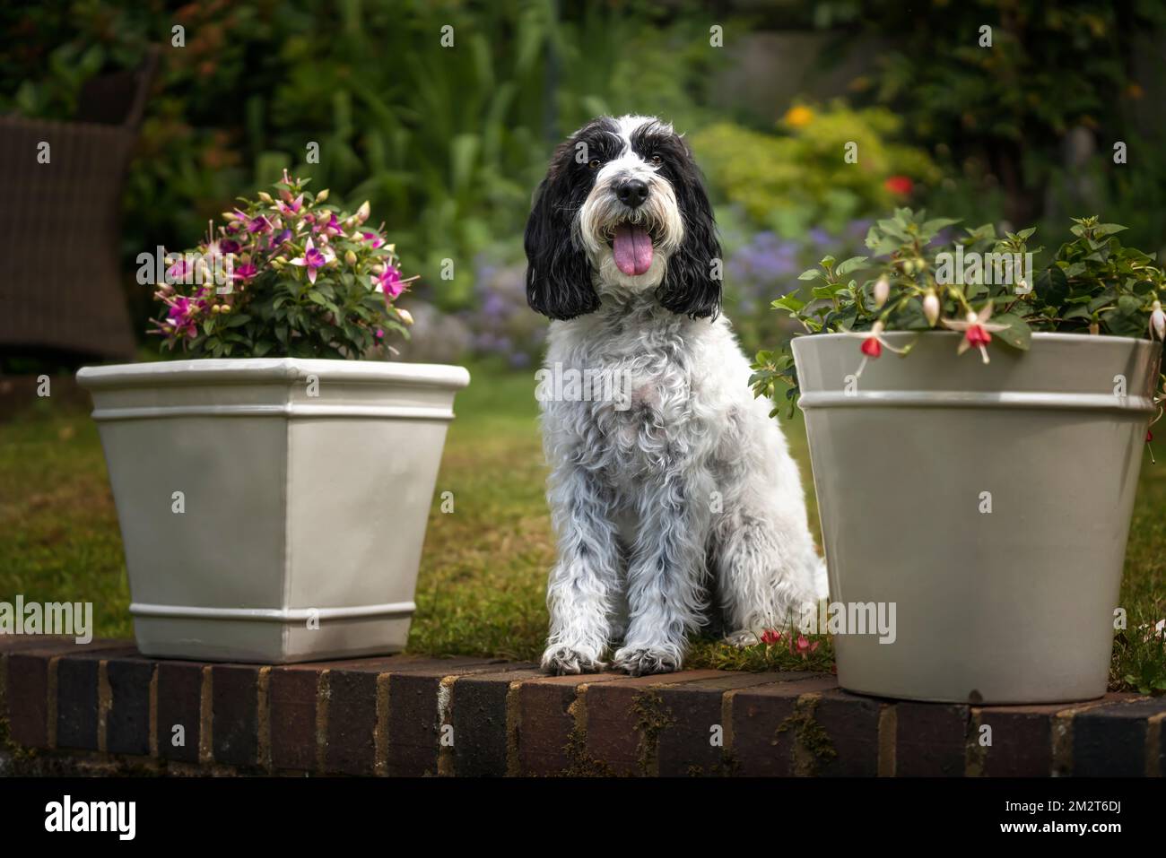 Cockerpoo down hi-res stock photography and images - Alamy