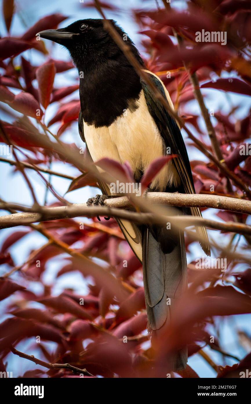 A magpie bird perched on the branch of a tree with red leaves in ...