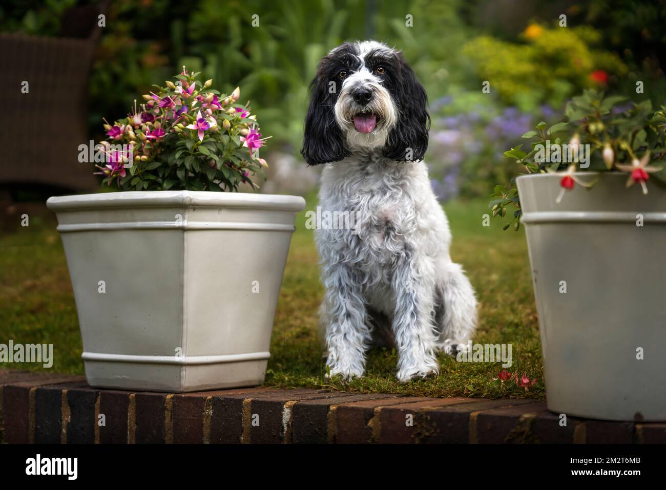Cockerpoo down hi-res stock photography and images - Alamy