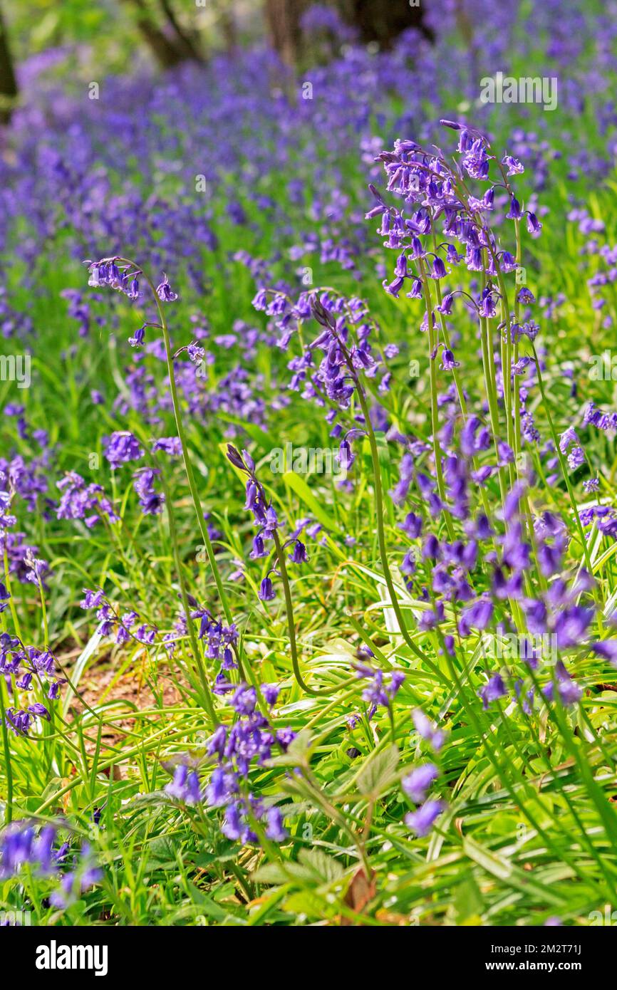 Bluebells in Houghall Woods, Durham, England, UK Stock Photo - Alamy