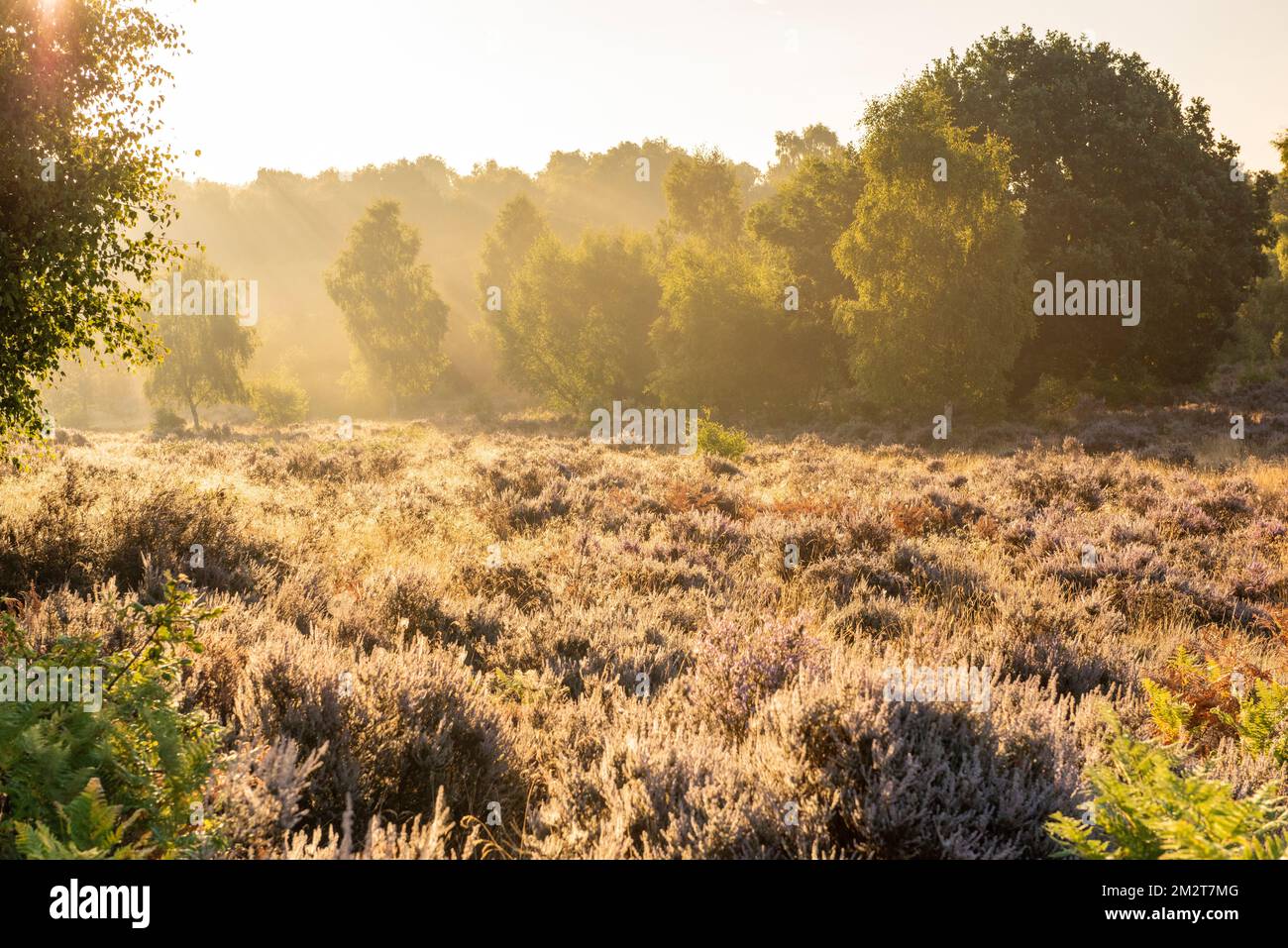 Budby south forest hi-res stock photography and images - Alamy