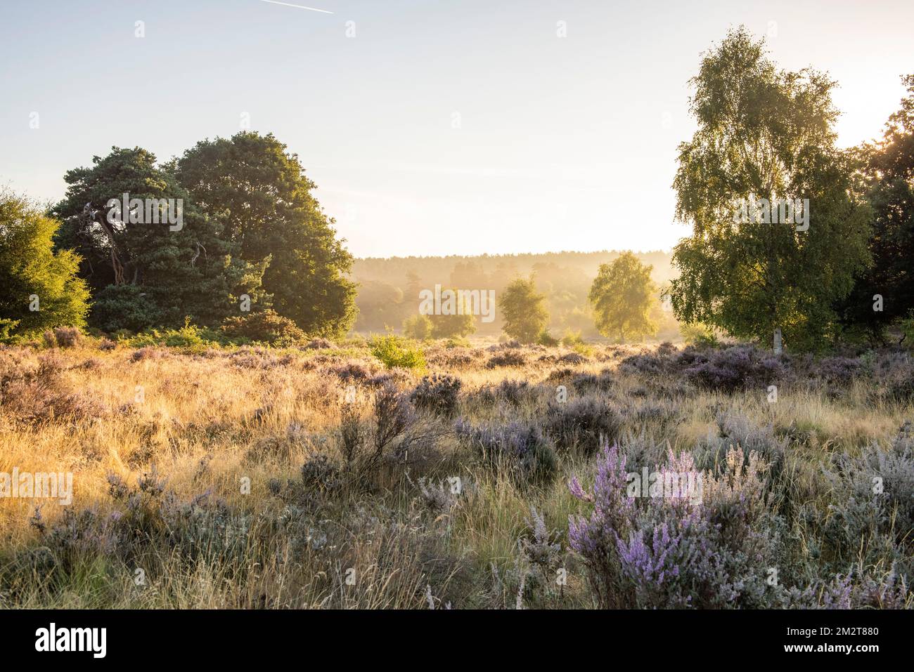 Summer morning at RSPB Budby South Forest, Nottinghamshire England UK ...