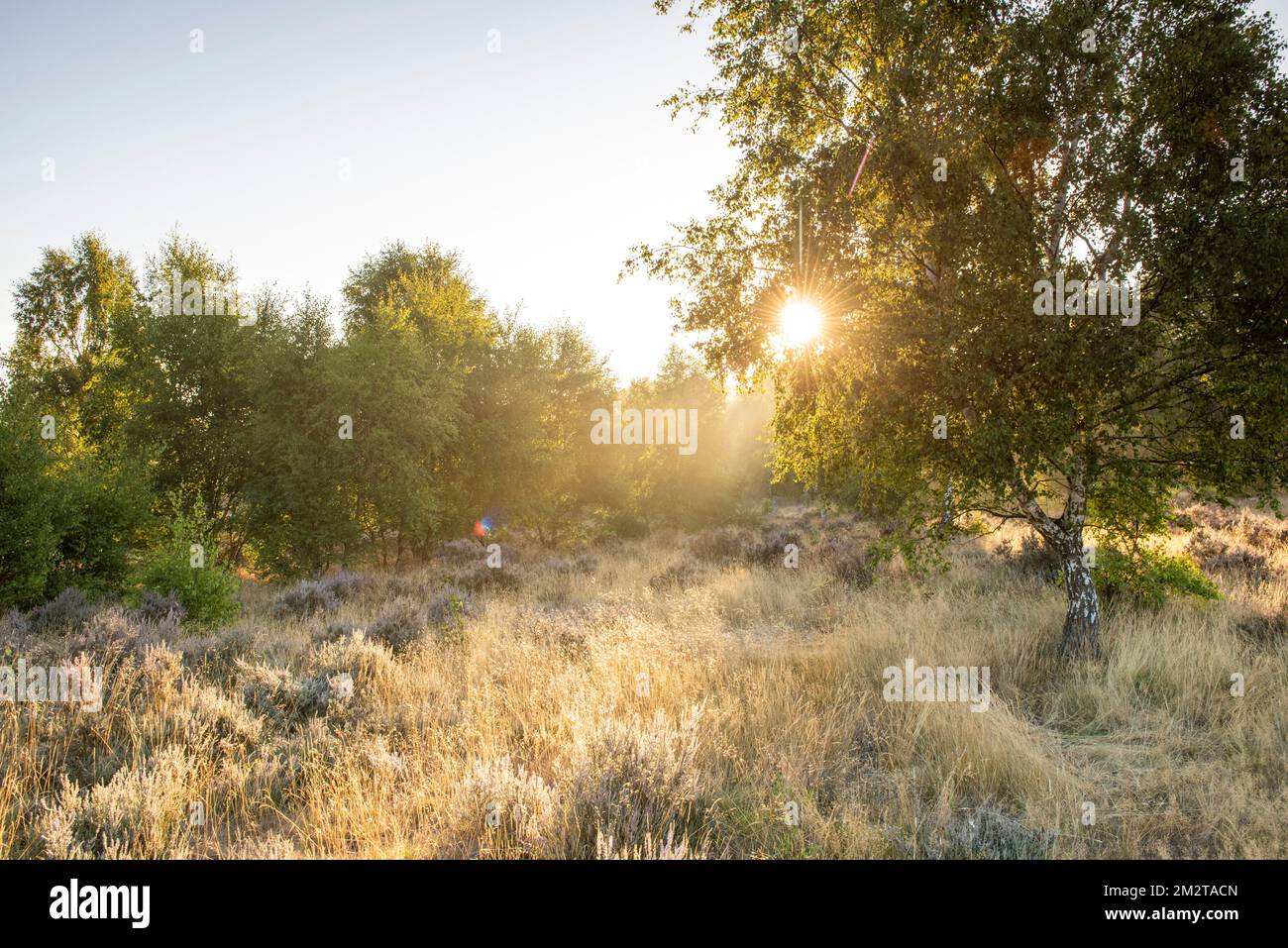 Summer morning at RSPB Budby South Forest, Nottinghamshire England UK ...