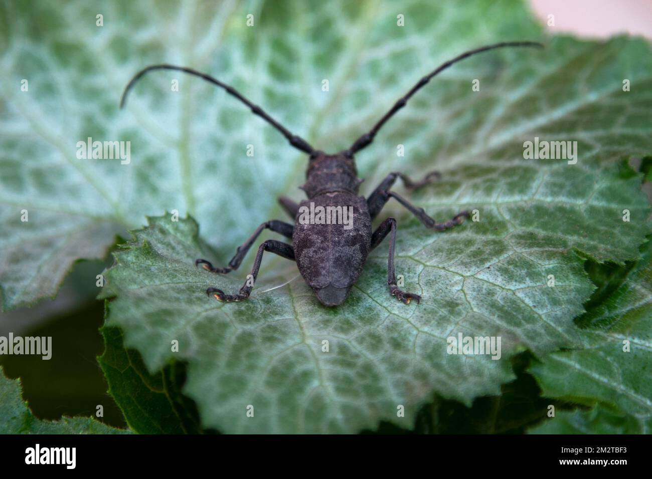 Lamia hi-res stock photography and images - Alamy