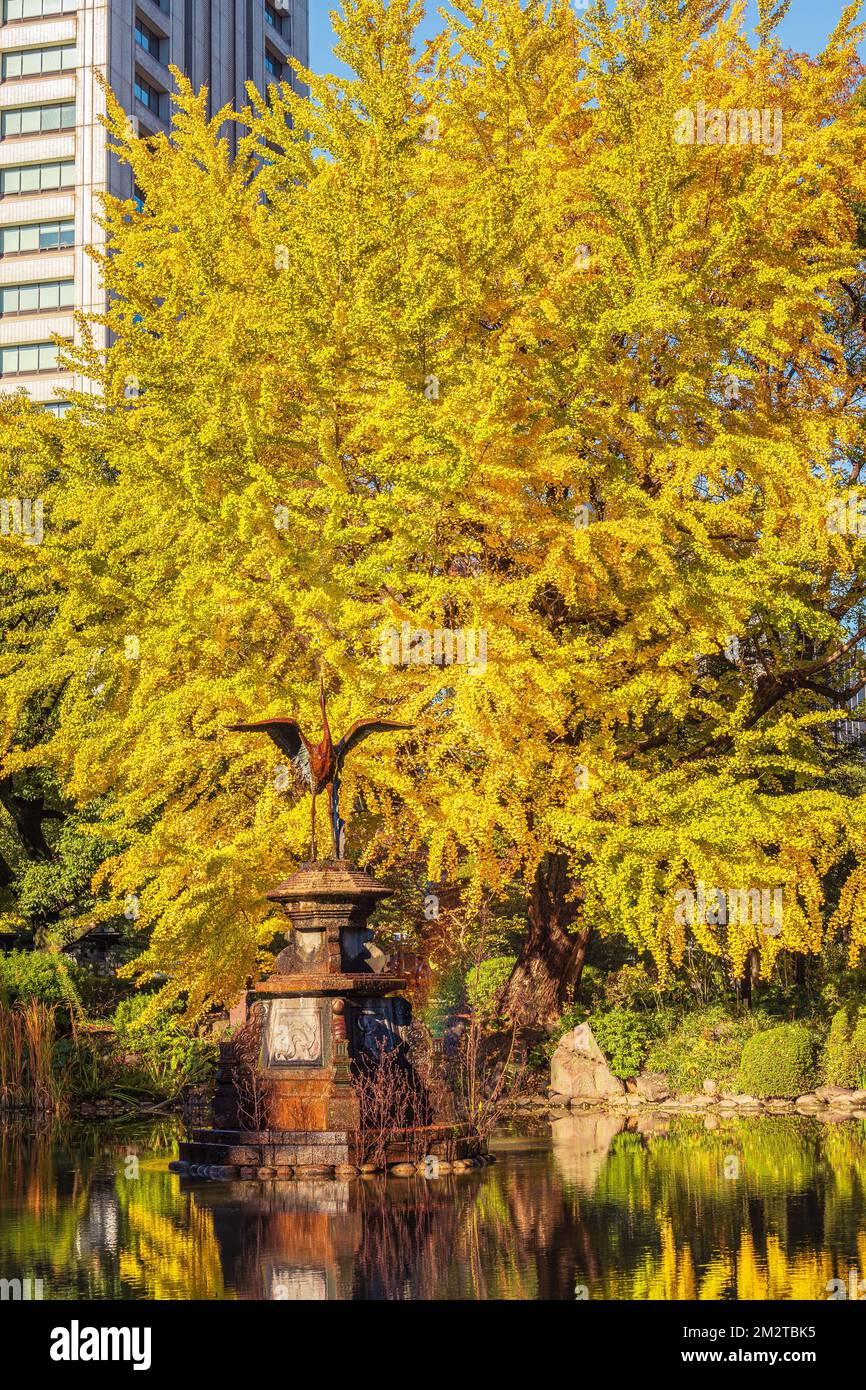 Golden ginkgo tree hi-res stock photography and images - Alamy