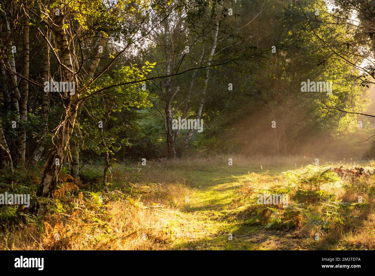 Summer morning at RSPB Budby South Forest, Nottinghamshire England UK ...