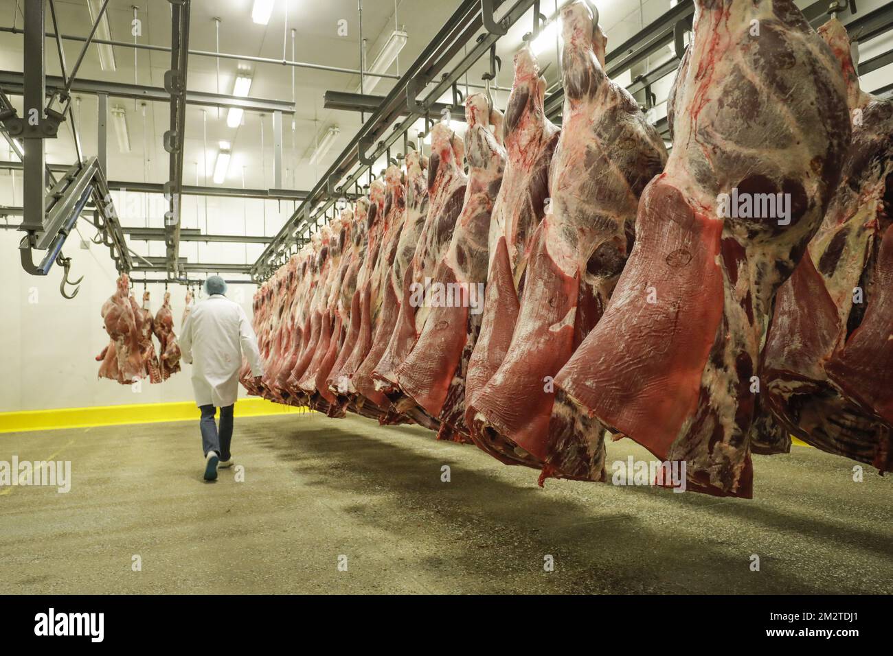 Illustration picture shows carcasses of beef meat at the headquarters ...