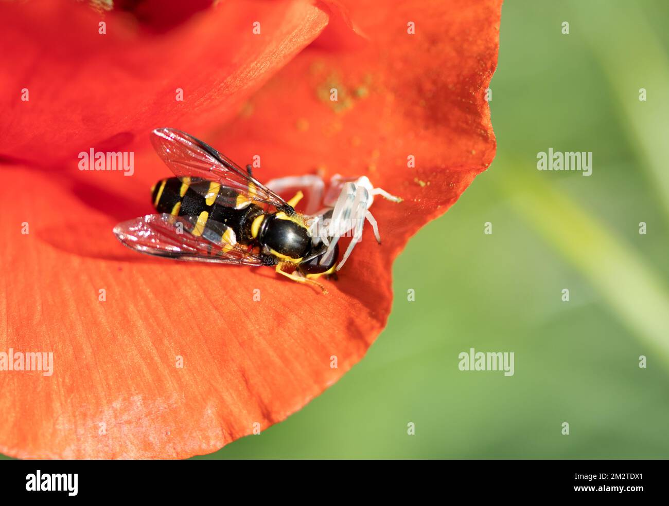 One fragile insect hi-res stock photography and images - Alamy