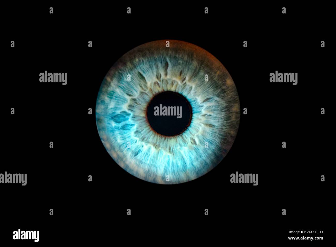 Macro shot of female eye, iris, cropped on black background, usable as ...