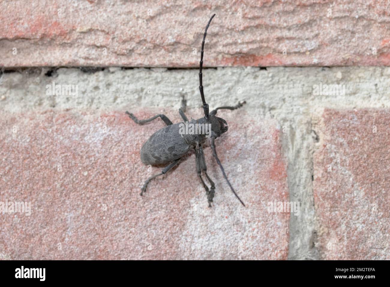 Lamia weaver insect Stock Photo - Alamy