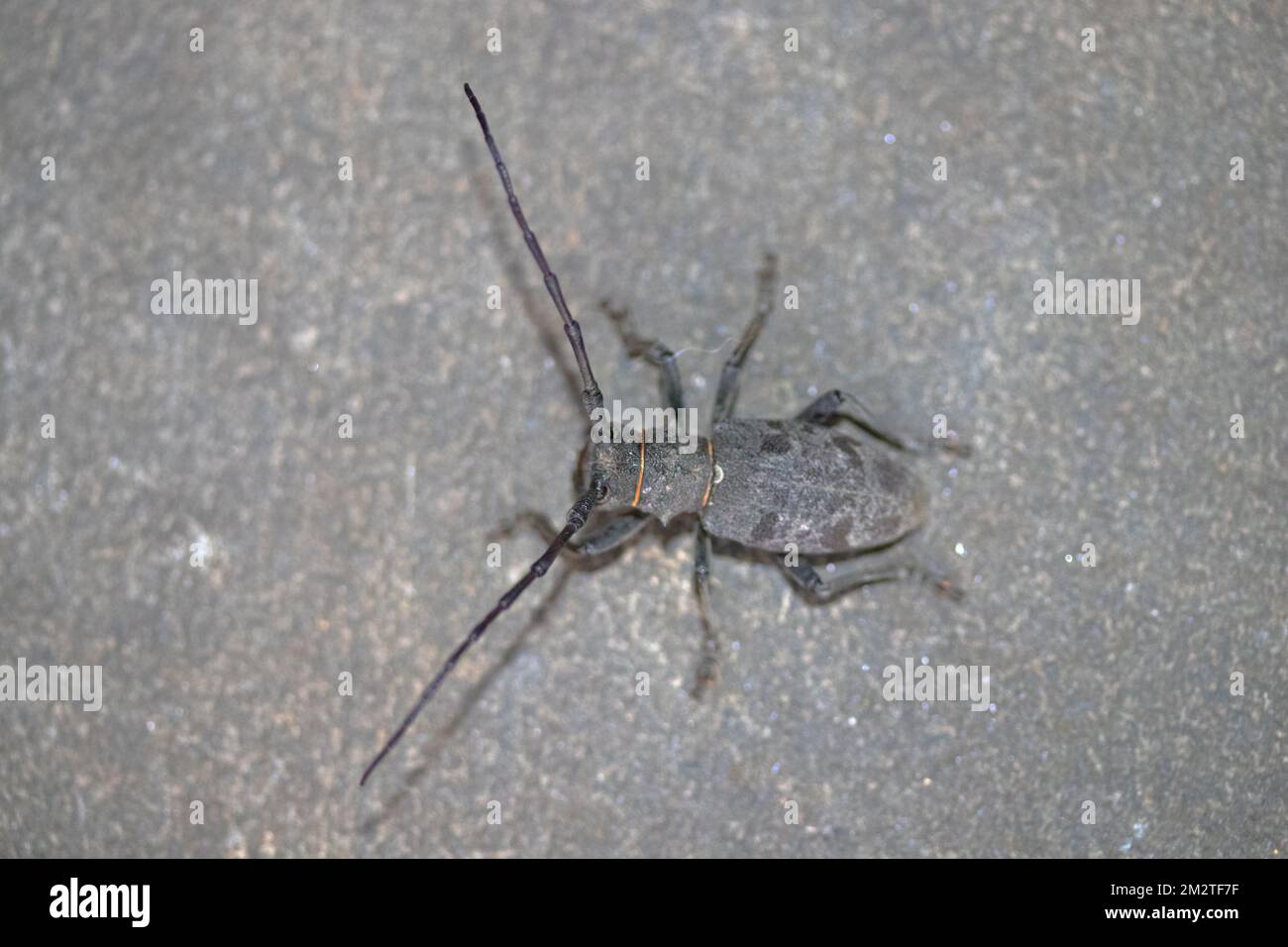 Weaver beetle lamia textor hi-res stock photography and images - Alamy