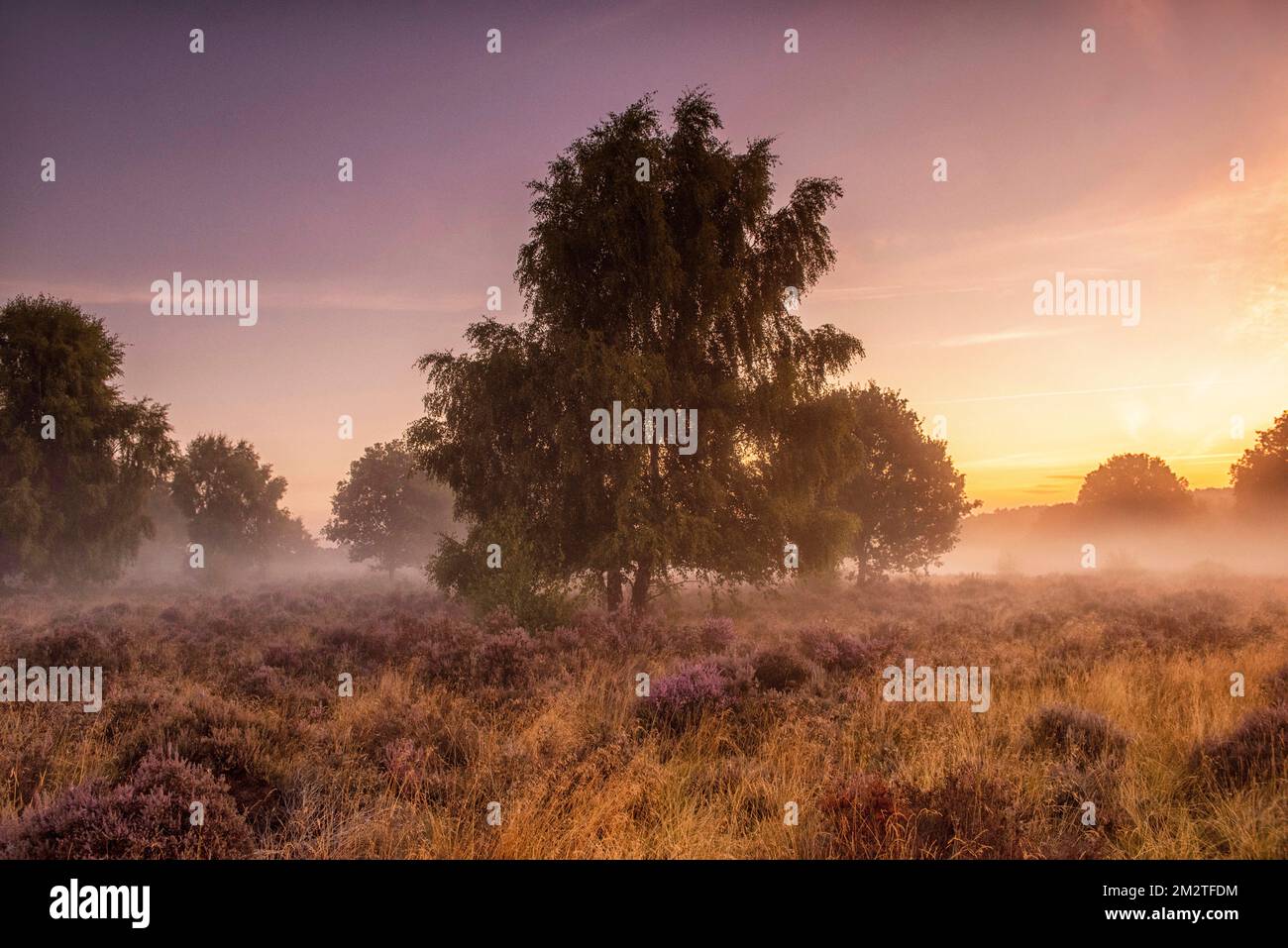 Summer sunrise at RSPB Budby South Forest, Nottinghamshire England UK ...