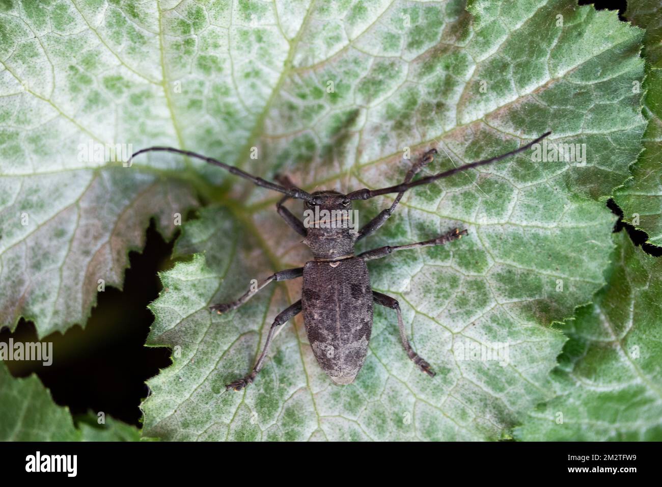 Macro weaver beetle lamia hi-res stock photography and images - Alamy