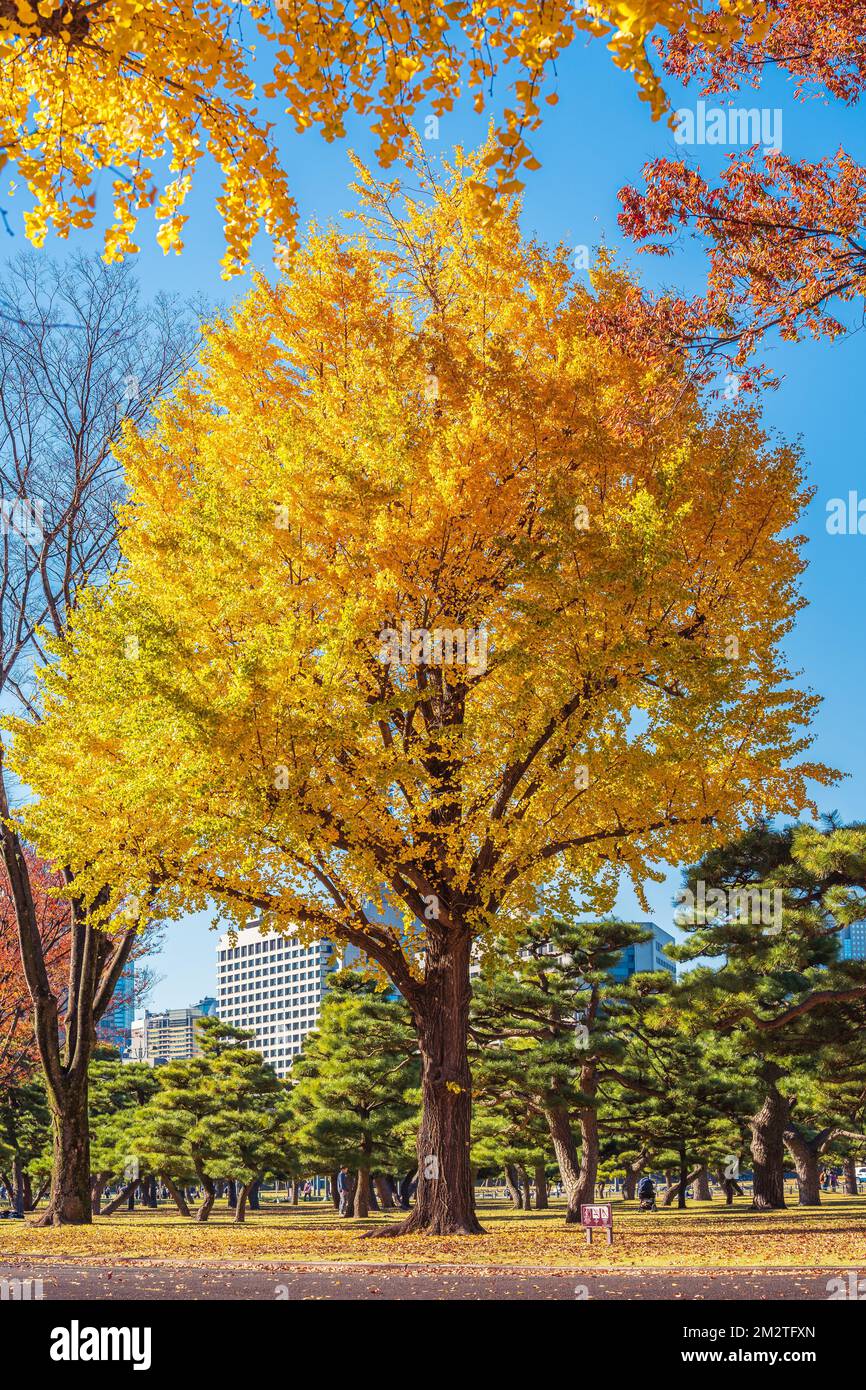 Golden ginkgo trees lined hi-res stock photography and images - Alamy
