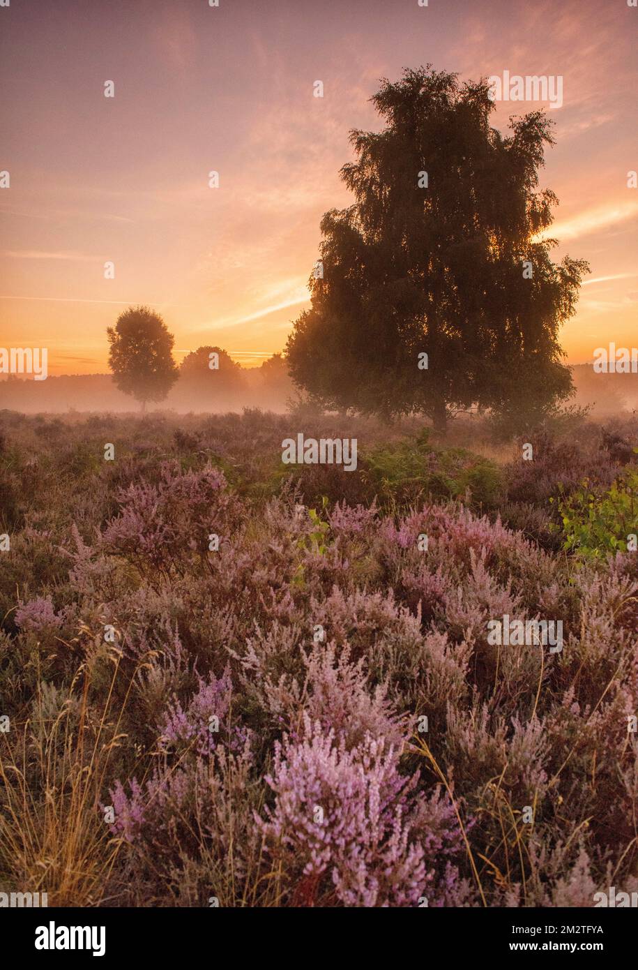 Summer sunrise at RSPB Budby South Forest, Nottinghamshire England UK ...